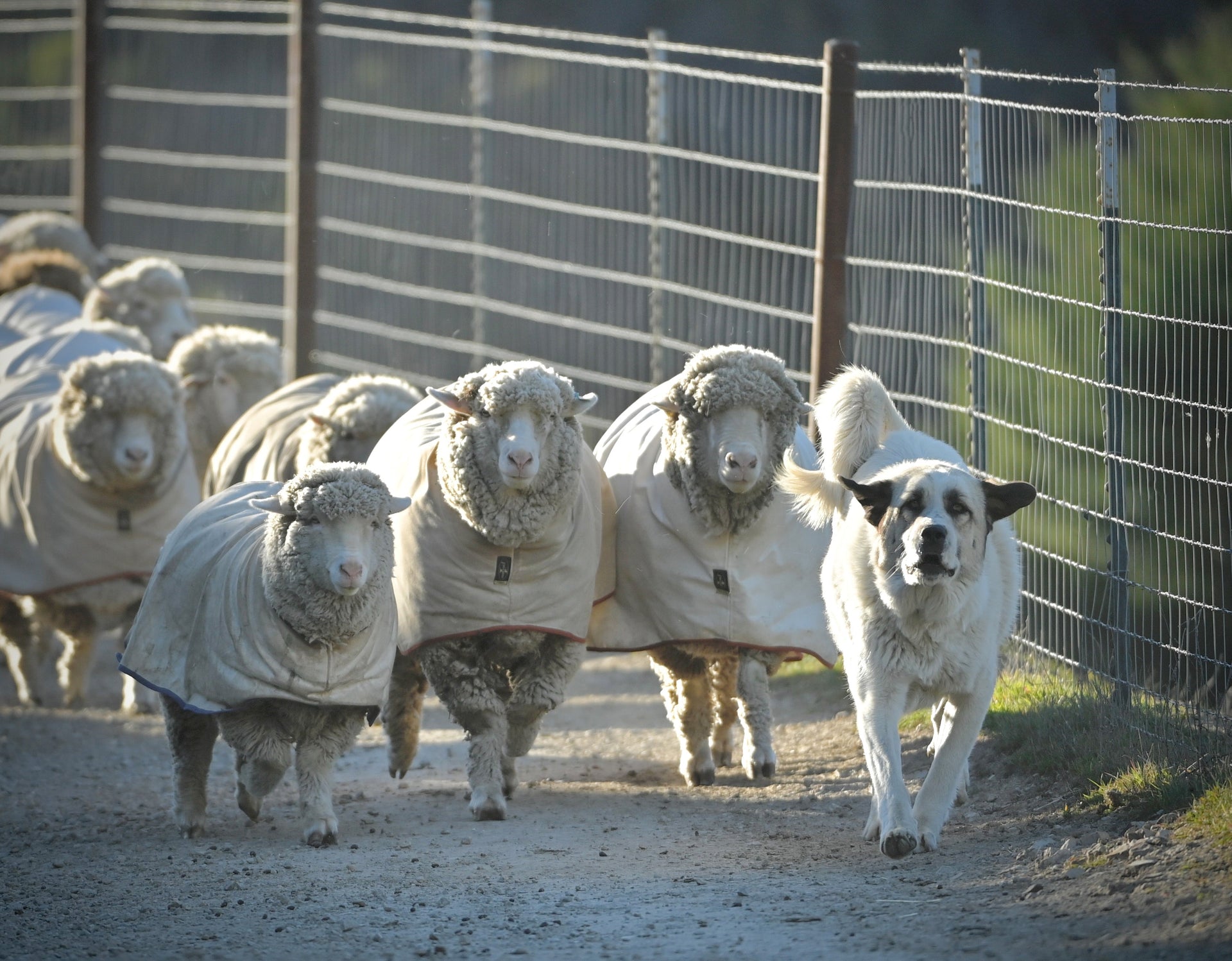 Dog Treats – Pomponio Ranch Meat