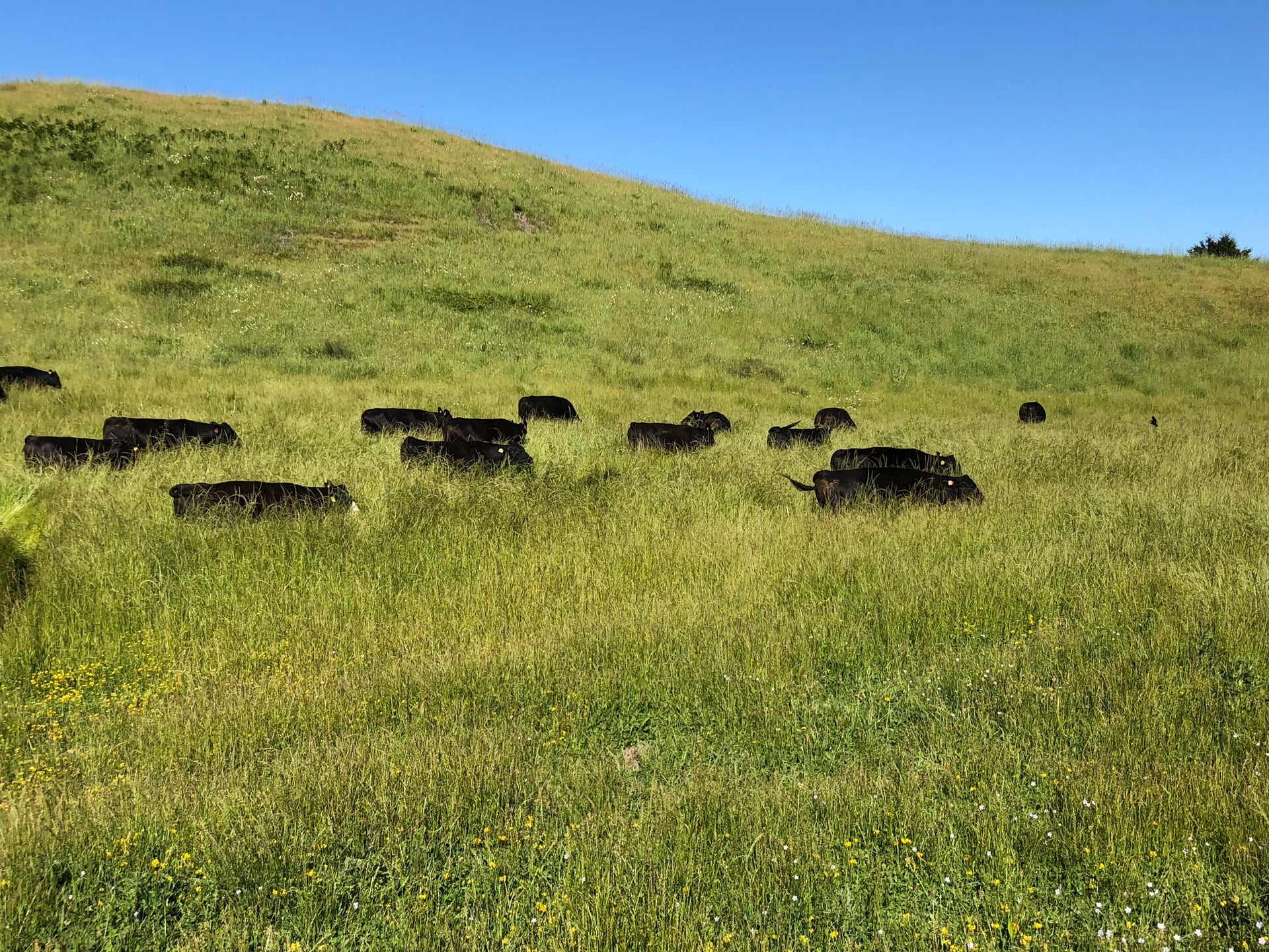 Our Story – Pomponio Ranch Meat